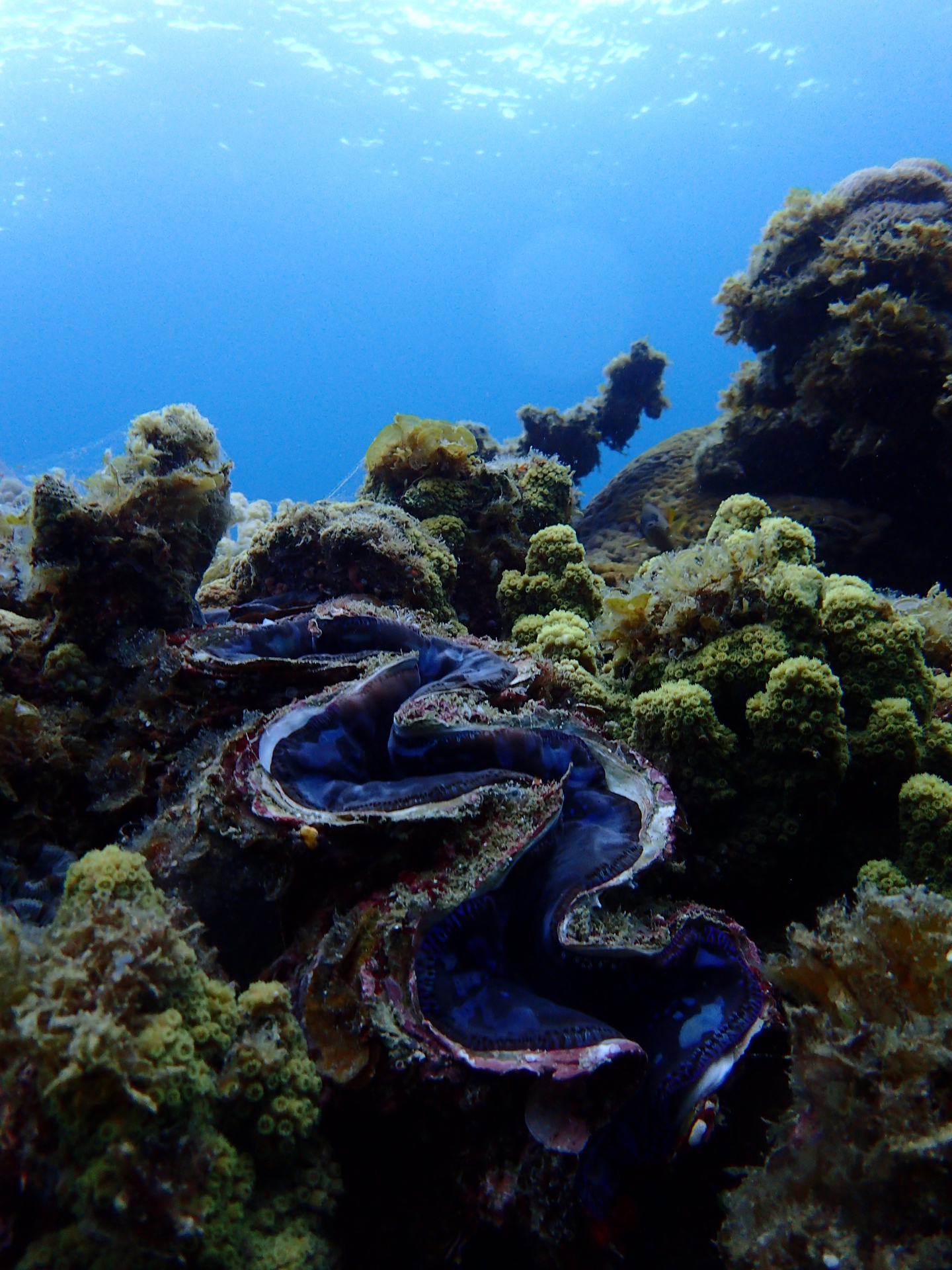 2017/7/22-28 小笠原旅行 4日目: GROW PLANTS anelaブログ